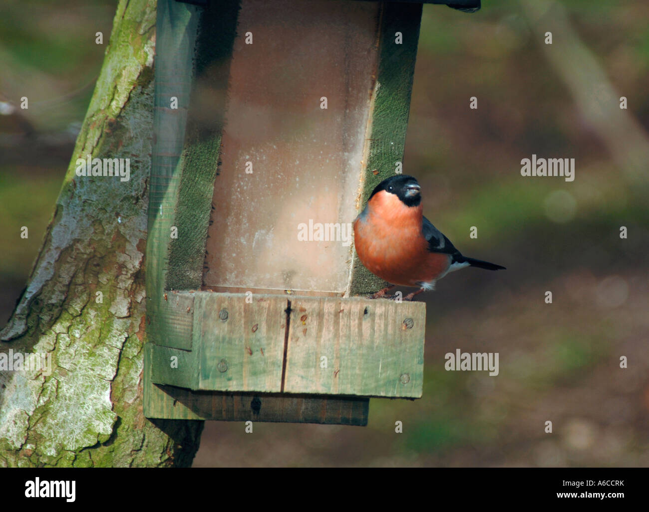 Bullfinch on a garden feeder hi-res stock photography and images - Alamy