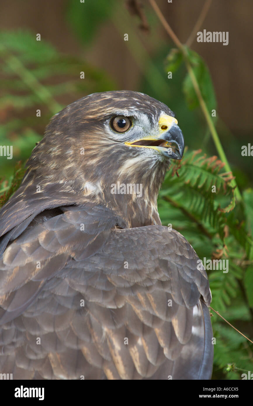 Common Buzzard Buteo buteo Stock Photo - Alamy