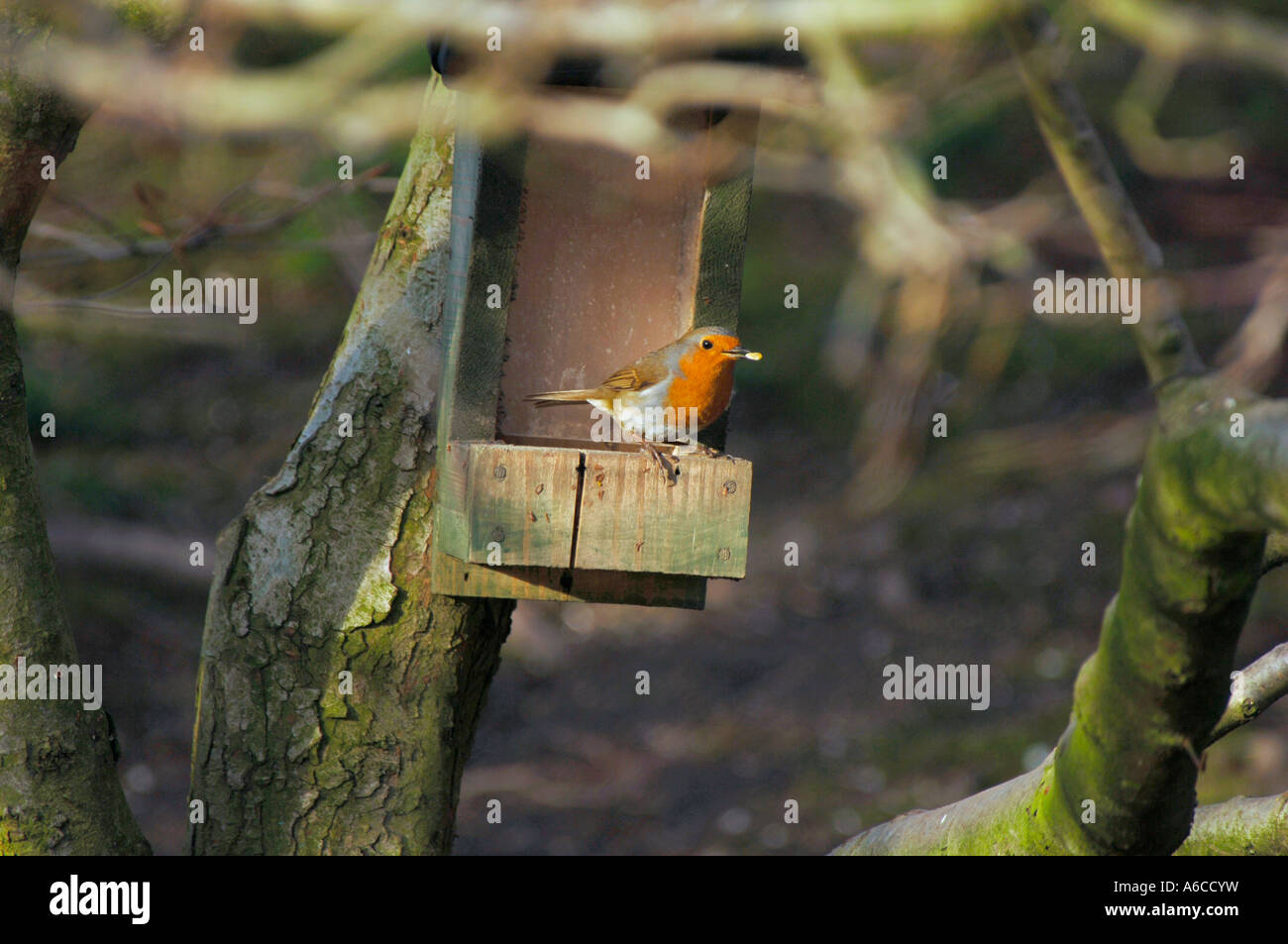 Robin Perced On The Edge Of A Seed Feeder,Holding A Seed In Its Beak ...
