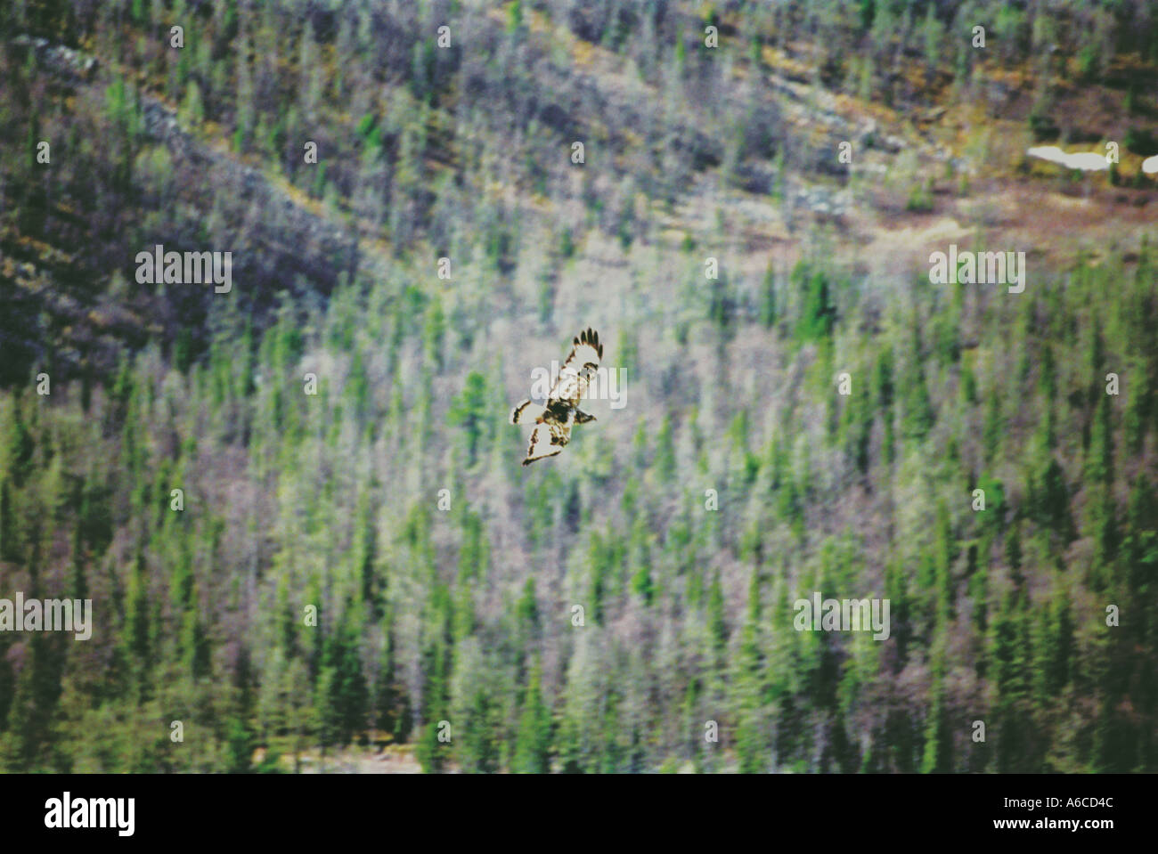 An eagle flying over Siberian taiga Russia Stock Photo - Alamy