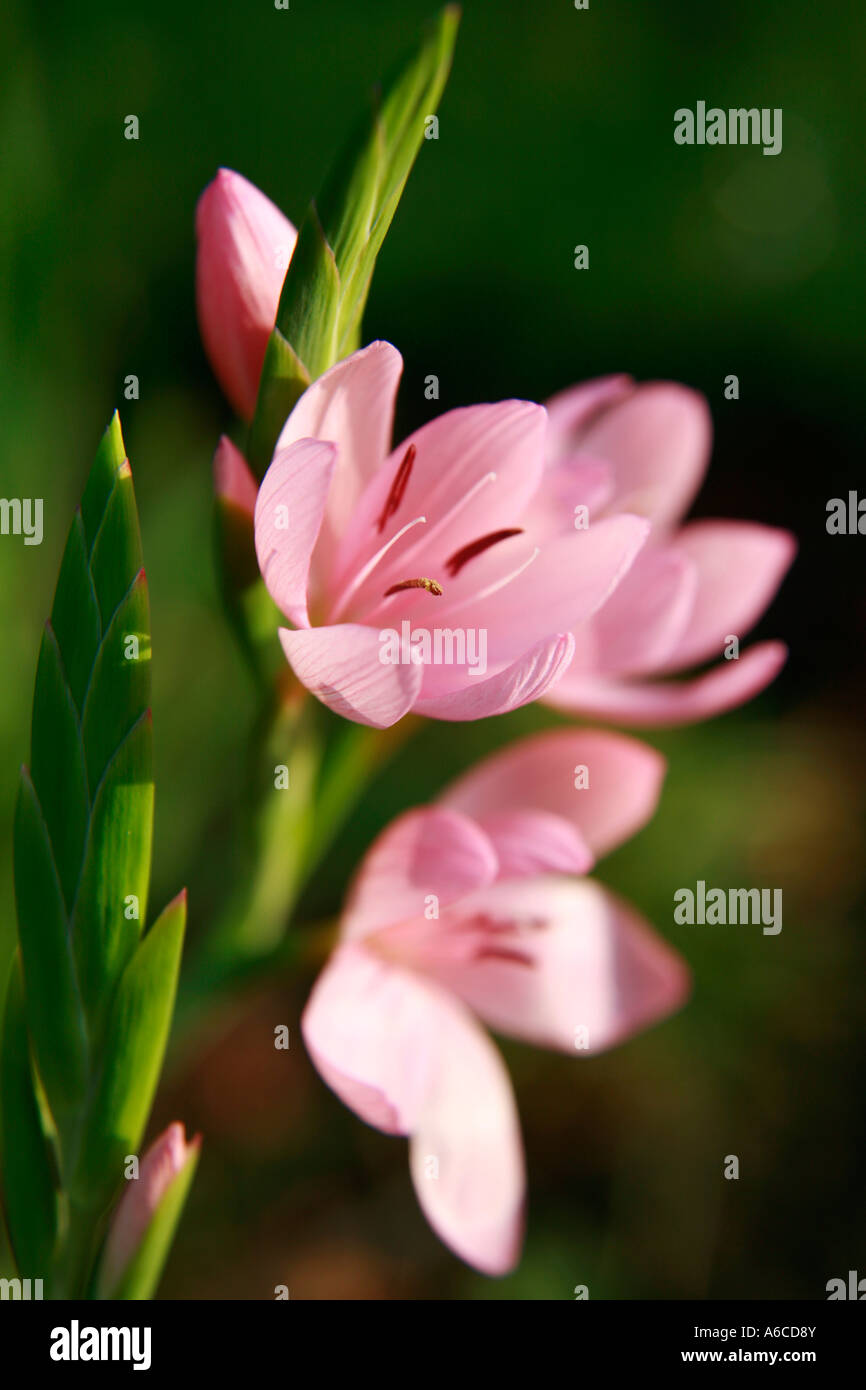 Tritonia disticha rubrolucens hi-res stock photography and images - Alamy