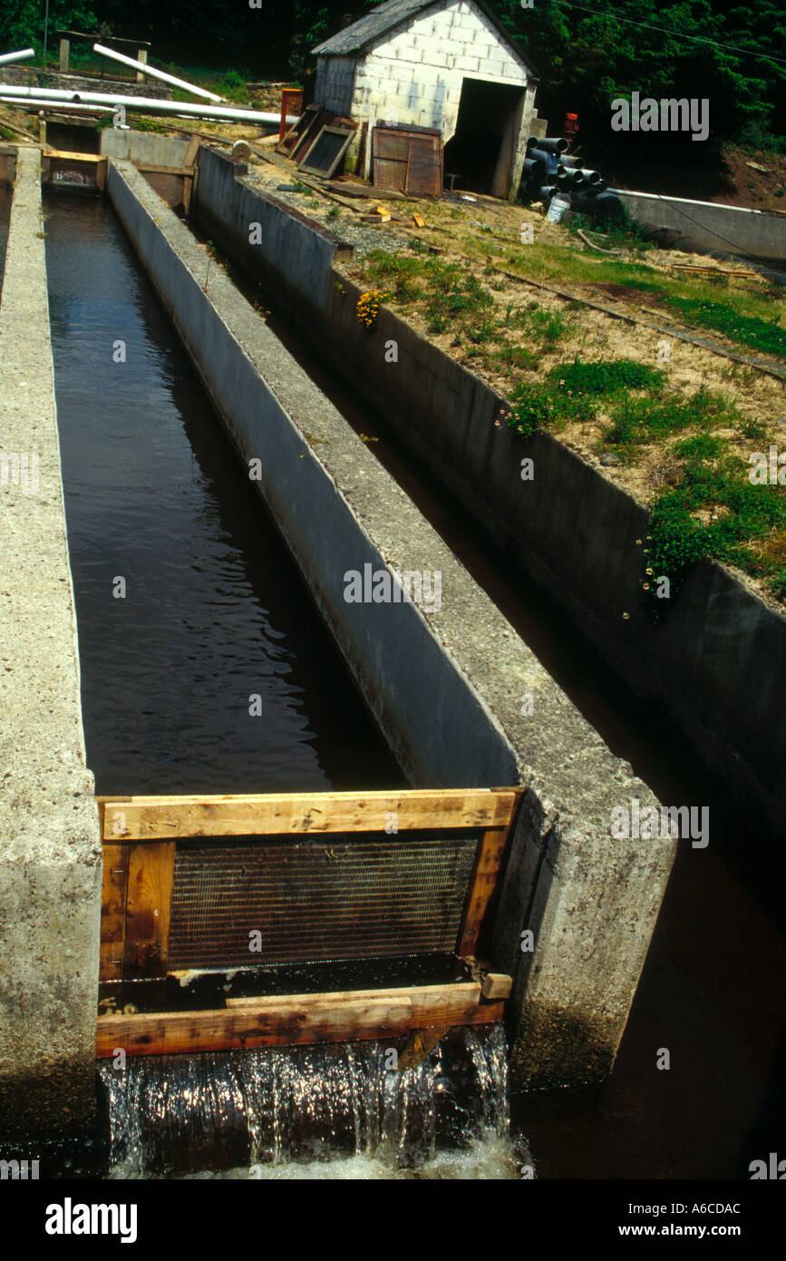 Trout breeding tank hi-res stock photography and images - Alamy