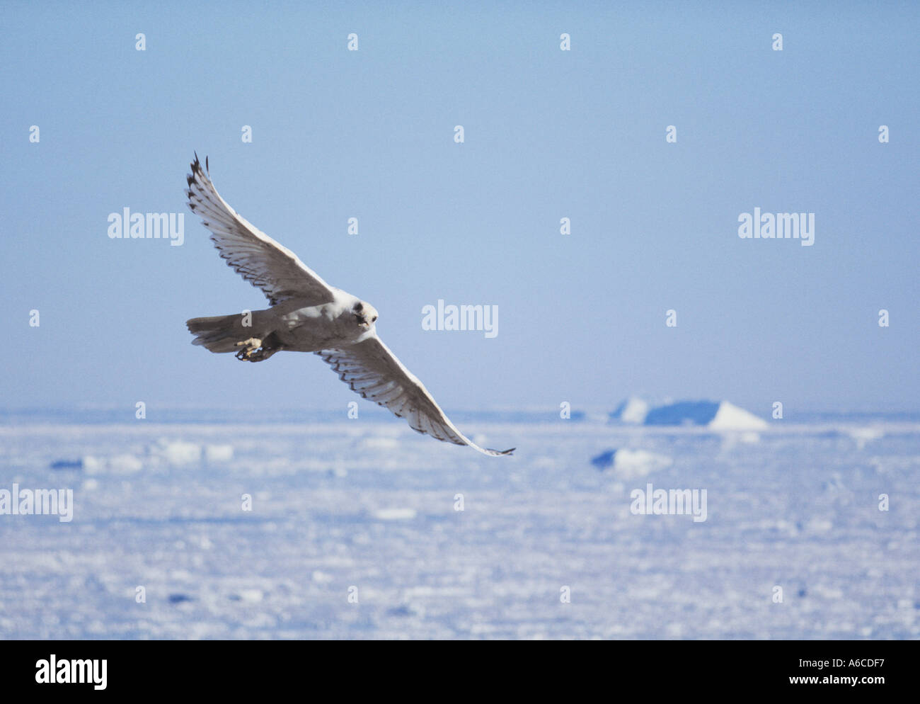 Gyrfalcon flying over northern Baffin Bay, Greenland Stock Photo - Alamy