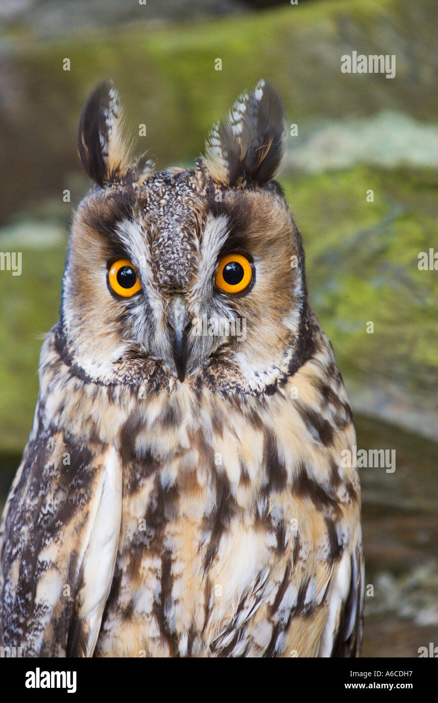 Long eared Owl Asio otus Stock Photo - Alamy