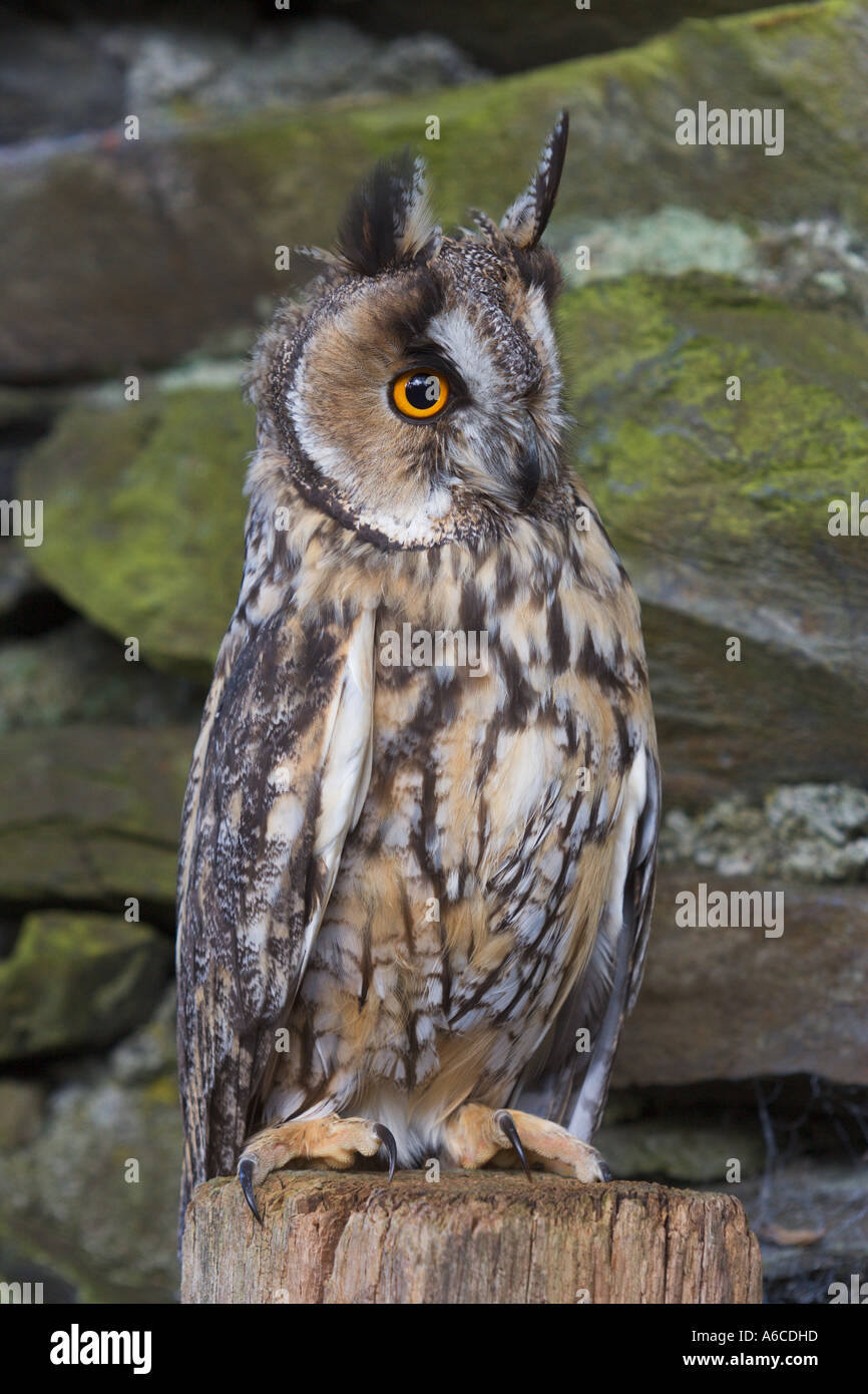 Long eared Owl Asio otus Stock Photo - Alamy