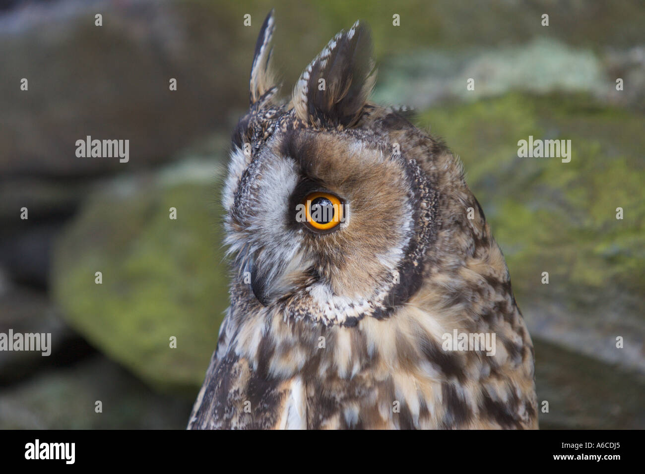 Long eared owl ecology hi-res stock photography and images - Alamy