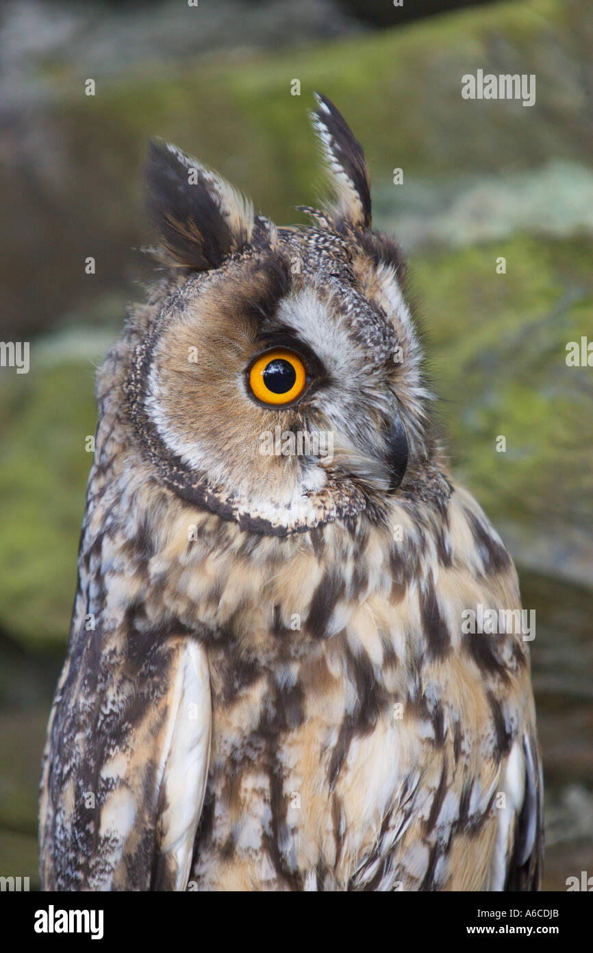 Long eared owl ecology hi-res stock photography and images - Alamy