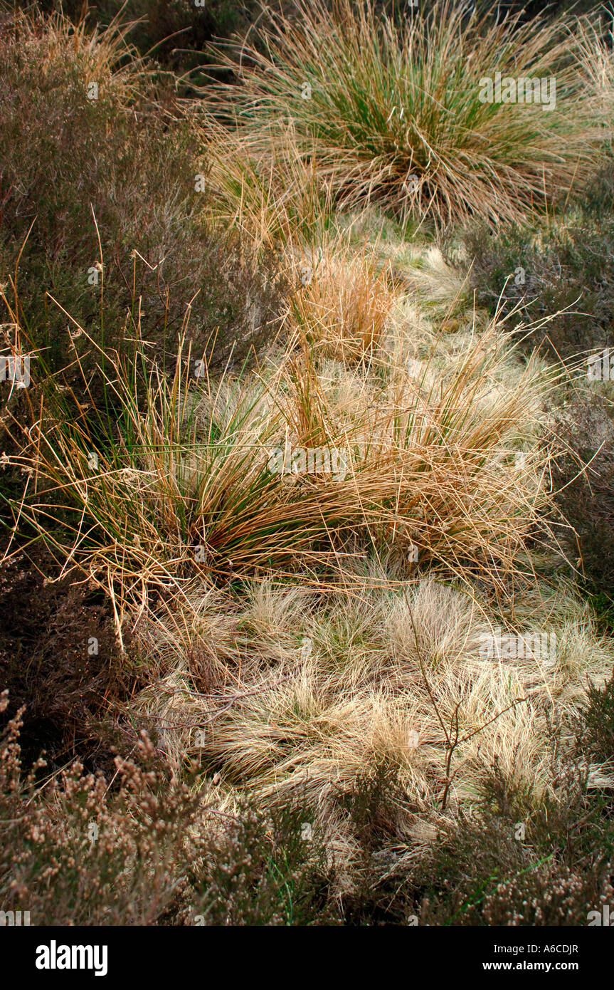 Grasses botany hi-res stock photography and images - Alamy