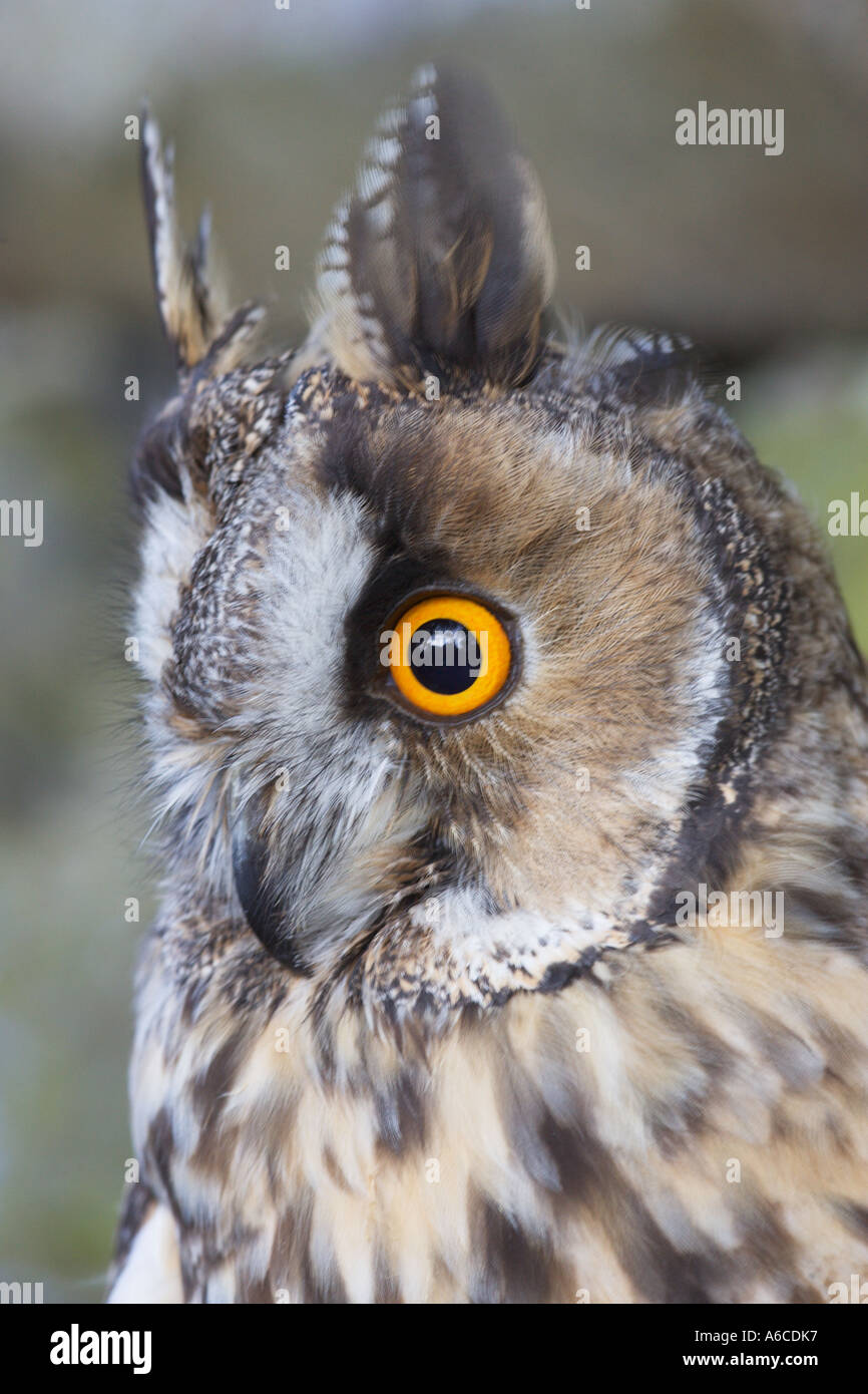 Sharp eyed owl hi-res stock photography and images - Alamy