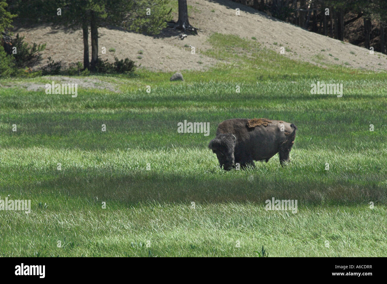 Bison grazing, Yellowstone Stock Photo - Alamy