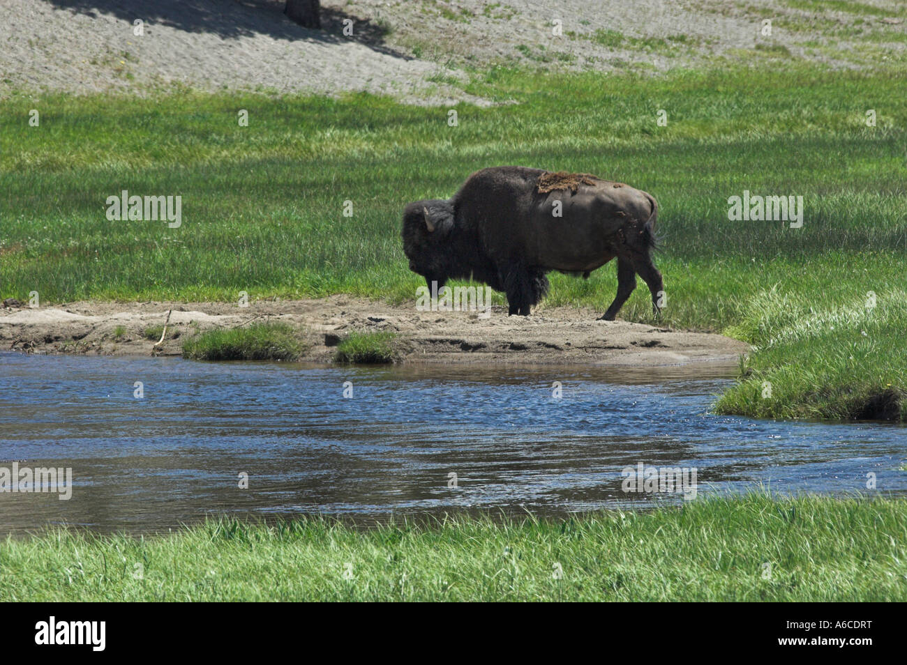 Bison at the River Gibbon, Yellowstone Stock Photo - Alamy