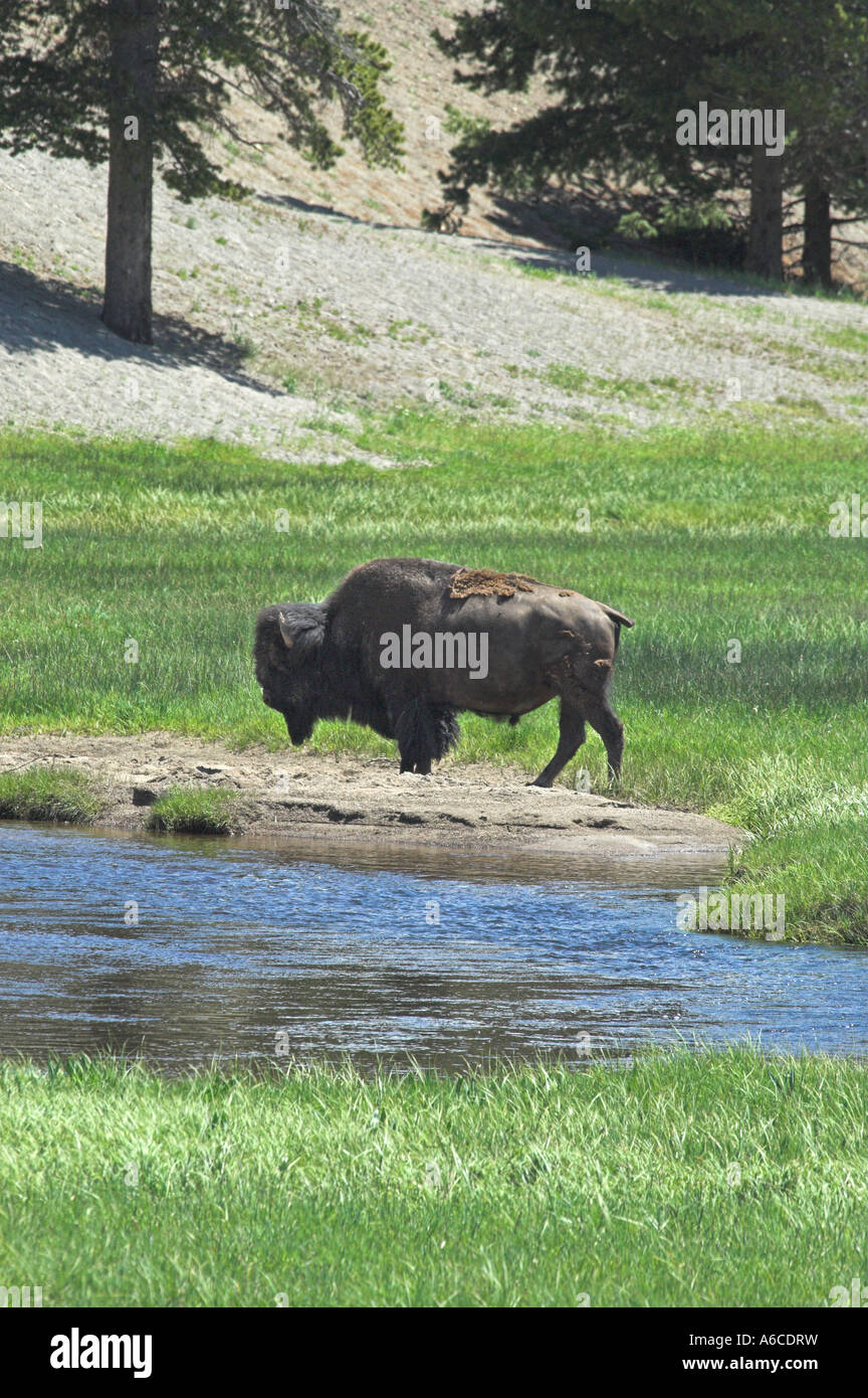 Bison at the River Gibbon, Yellowstone Stock Photo - Alamy
