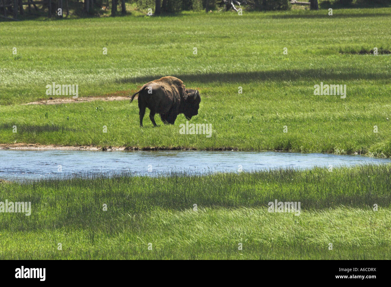 Bison at the River Gibbon, Yellowstone Stock Photo - Alamy