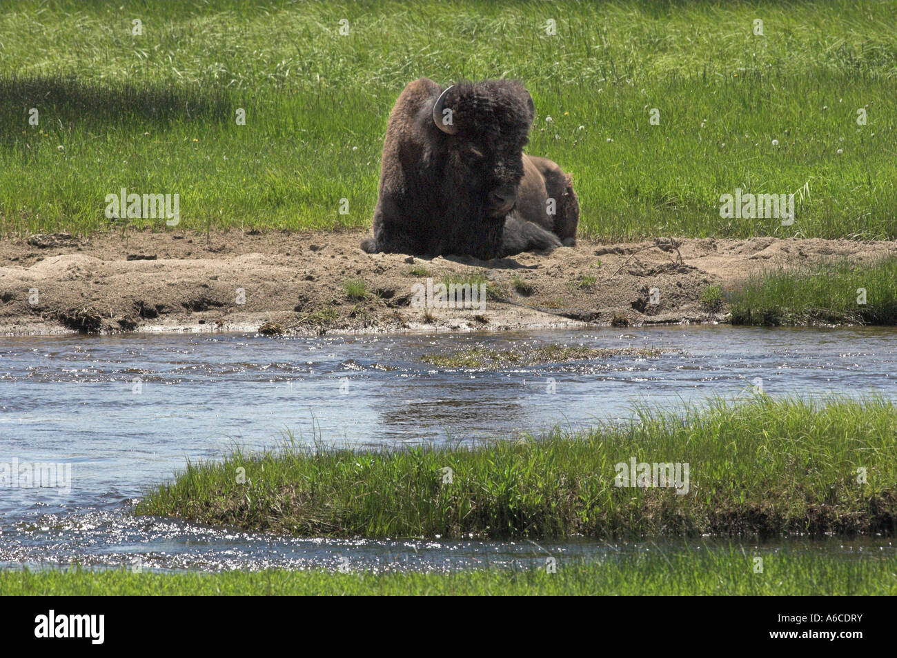 Bison at the River Gibbon, Yellowstone Stock Photo - Alamy