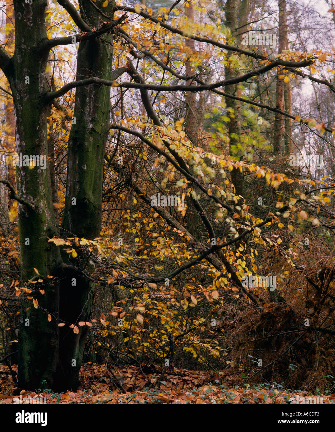 Tree orange leaves on windy hi-res stock photography and images - Alamy