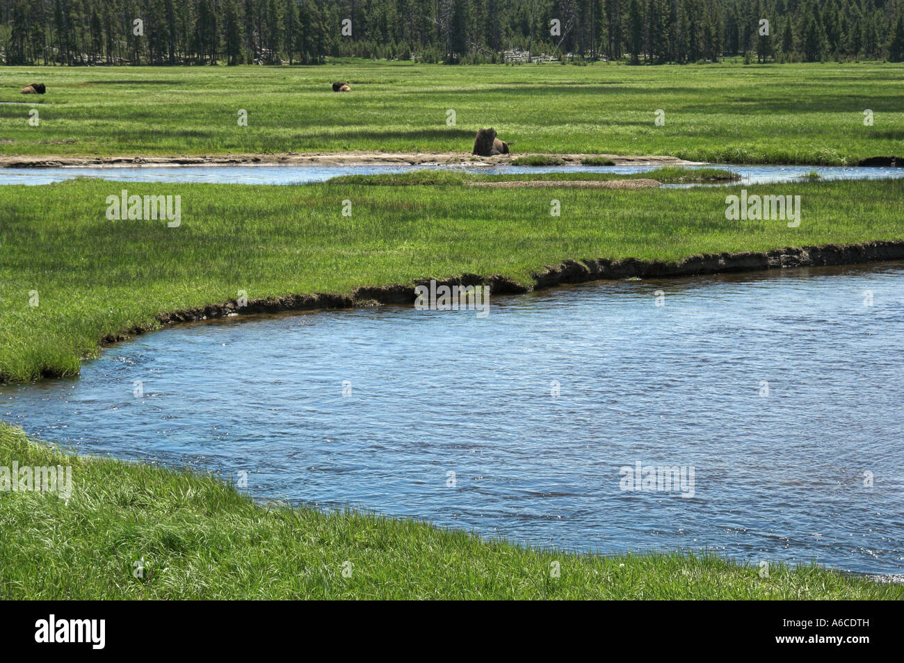 Bison at the River Gibbon, Yellowstone Stock Photo - Alamy