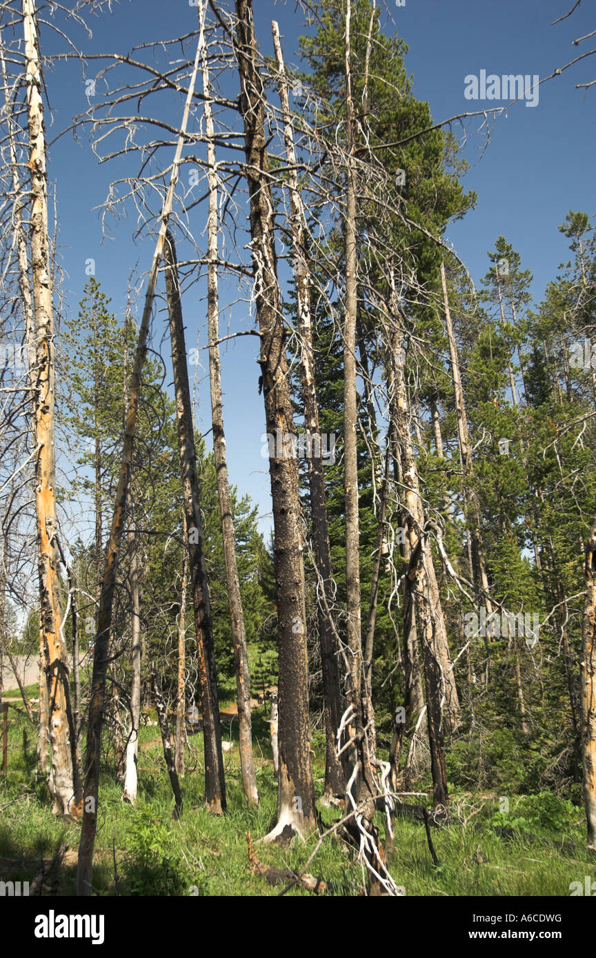 Burnt out forest hi-res stock photography and images - Alamy