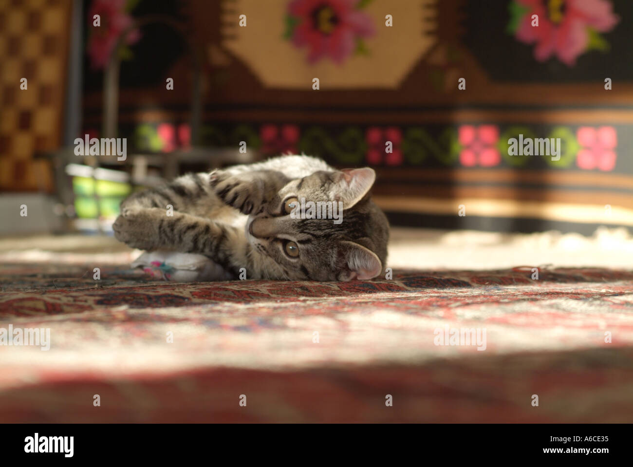 Catnip furry hi-res stock photography and images - Alamy