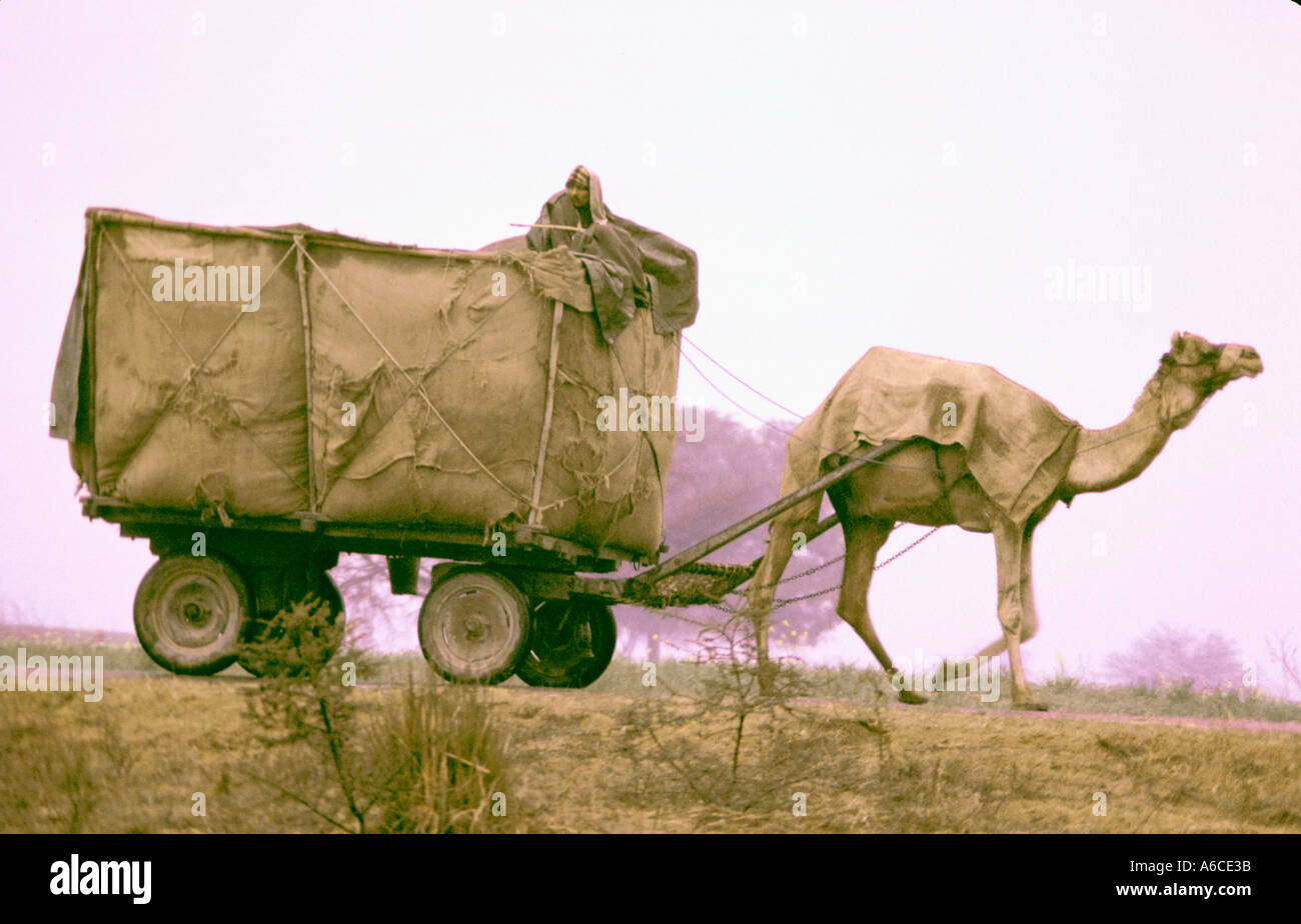 Camel Cart Rajasthan Stock Photo - Alamy