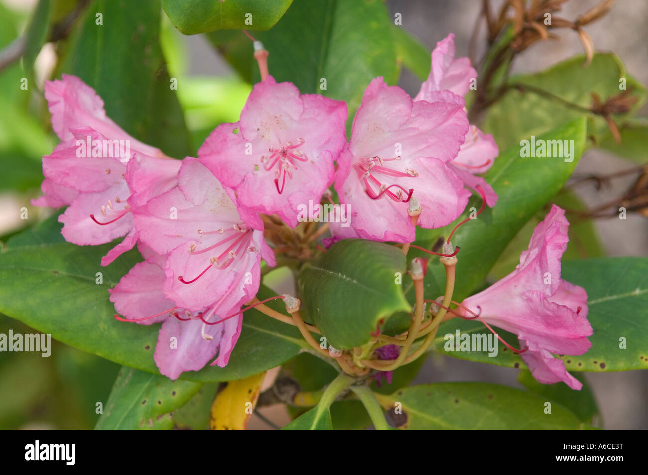 Rhododendron at Honeyman State Park Oregon Coast Rhododendron ...
