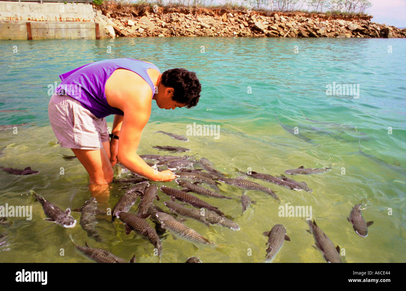 Fish feeding Darwin harbour by Japanese Tourist Stock Photo - Alamy