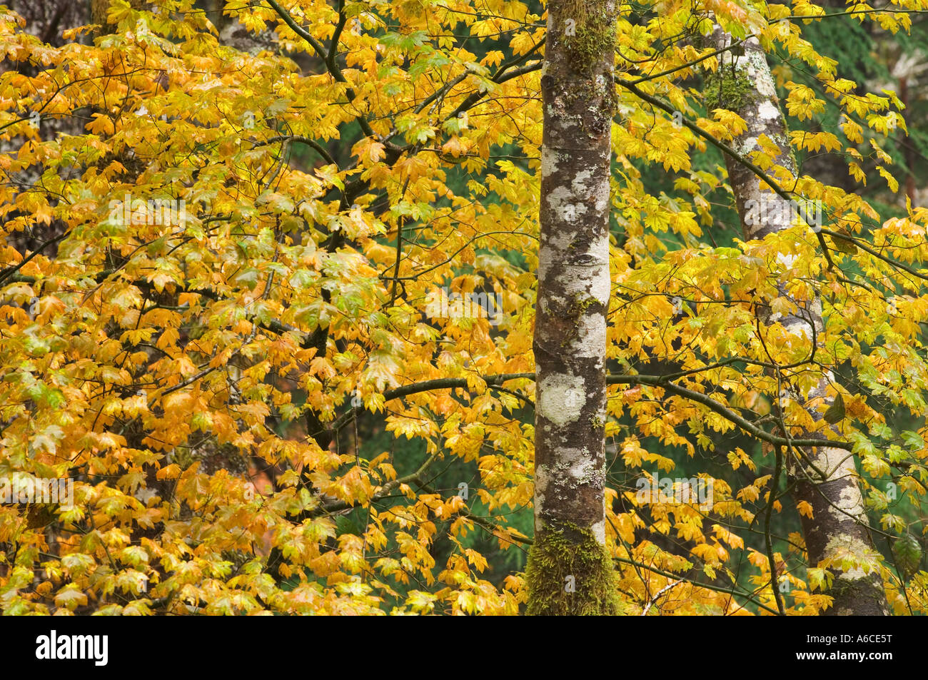 Vine Maple and Alder trees in Autumn along Wind River Gifford Pinchot ...
