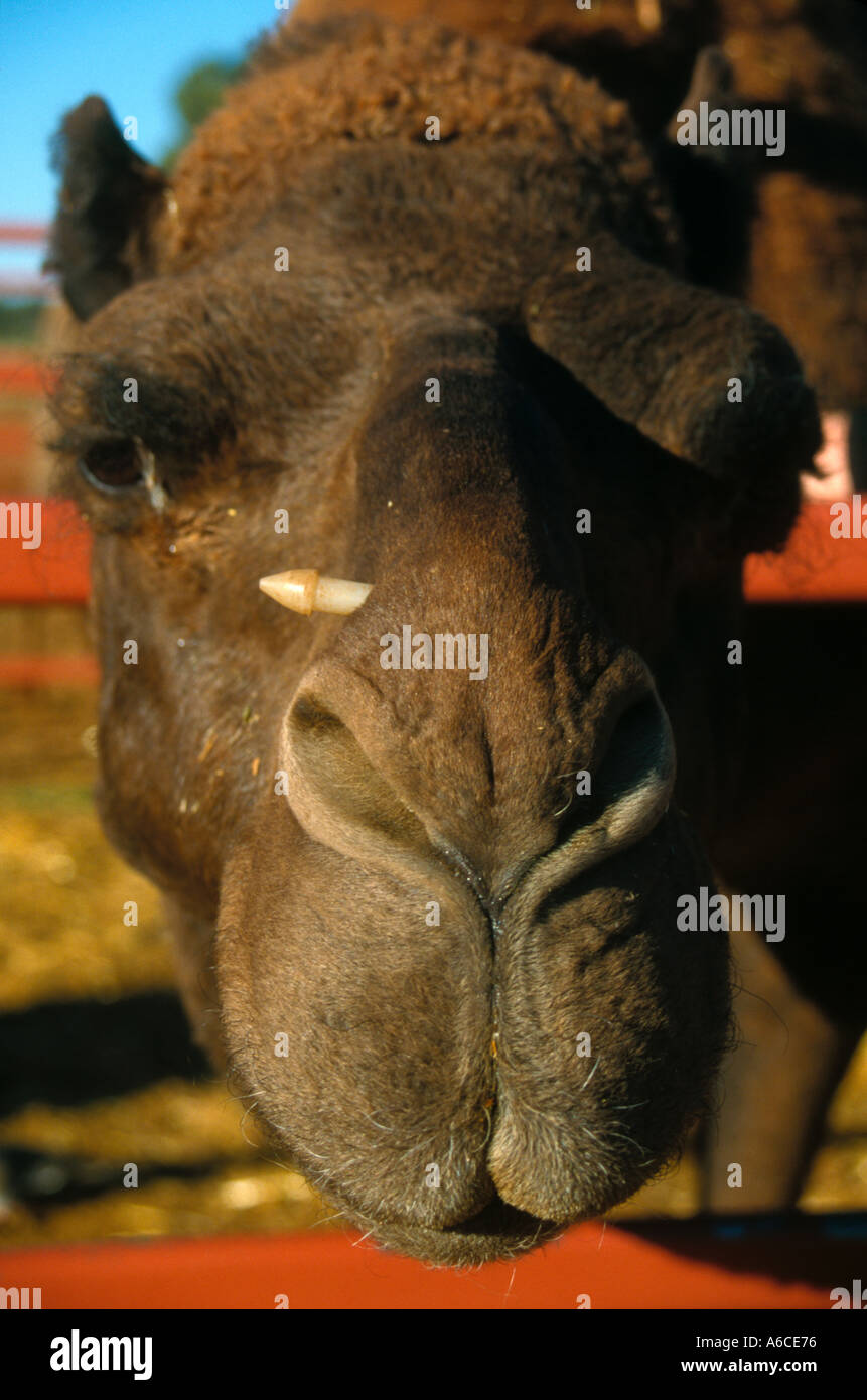 Dromadaire hi-res stock photography and images - Alamy