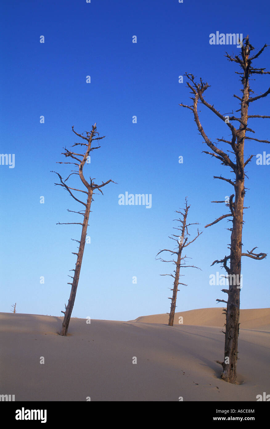 Tree trunks and sand dunes at Umpqua Dunes Oregon Dunes National ...