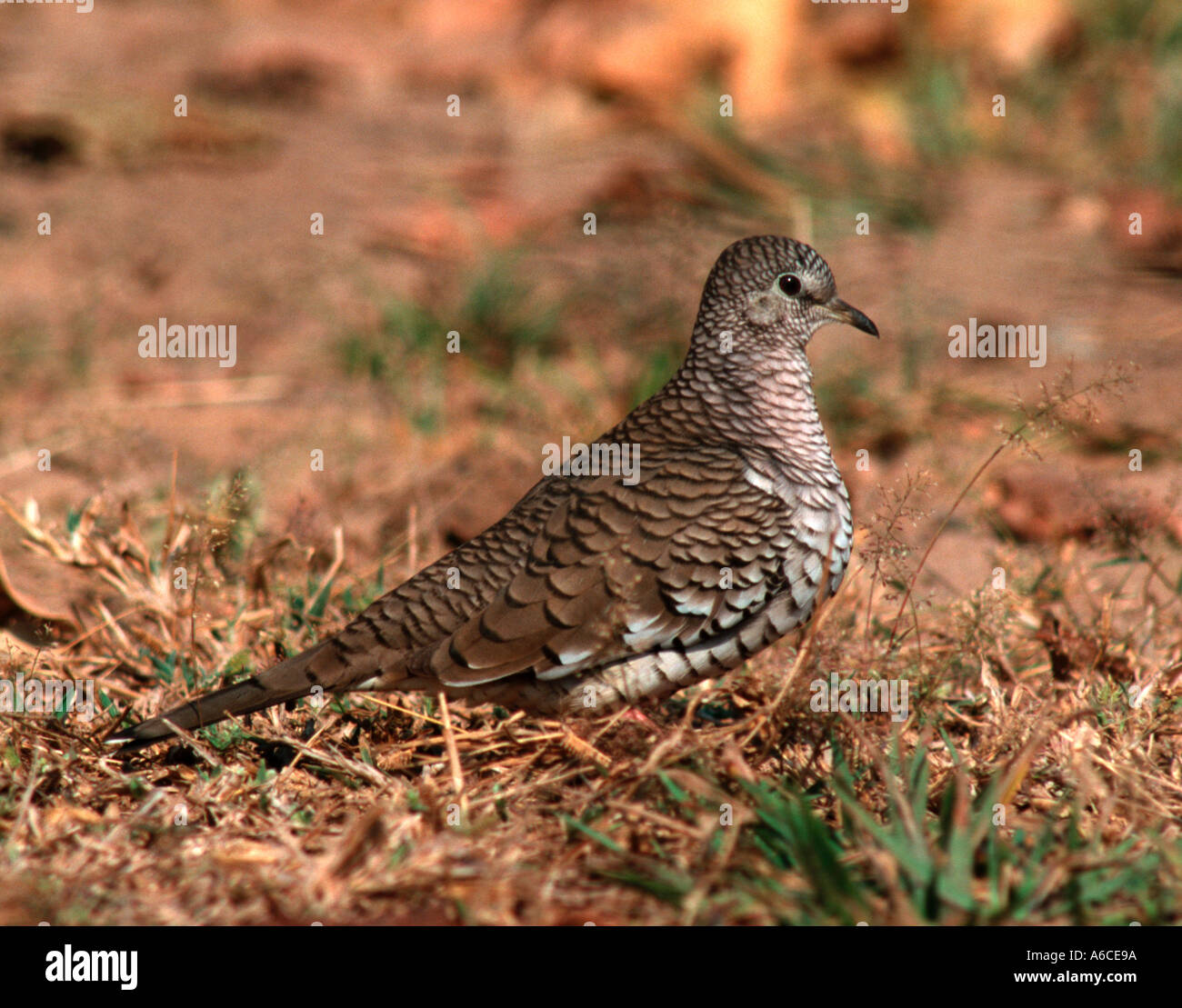 Scaled dove Scardafella squammata Fogo apagou Luis Alvez Araguaia ...