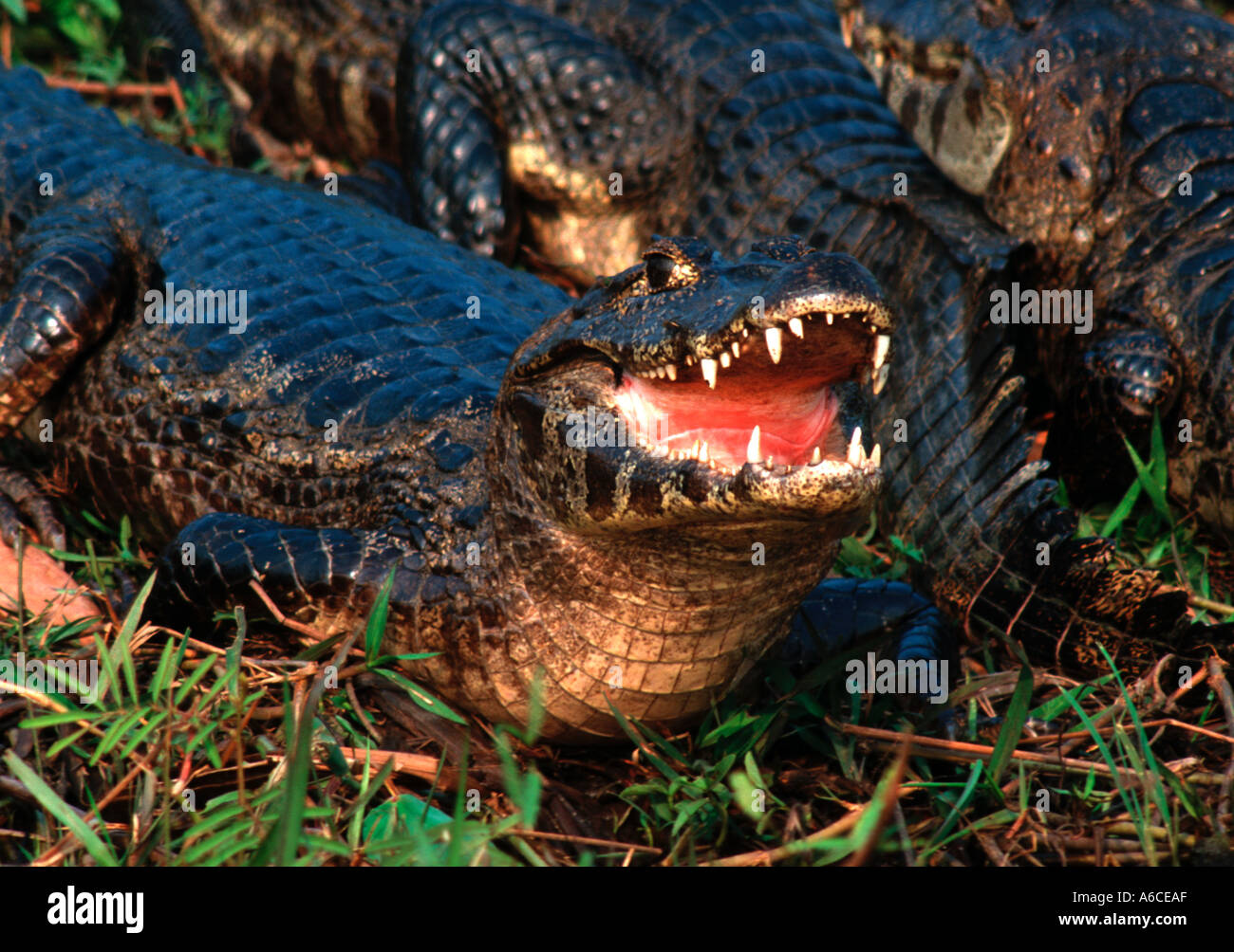 Spectacled caiman Cayman crocodilus Northern Pantanal Brazil Stock ...