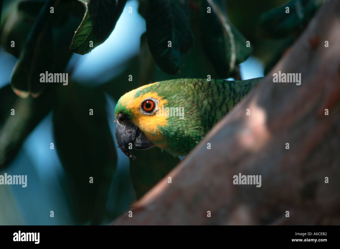 Turquoise Fronted Parrot Amazona aestiva Papagaio verdadeiro Northern ...