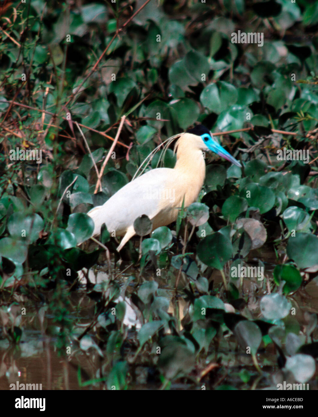 Capped Heron Pilherodius pileatus Garca real Northern Pantanal Brazil ...
