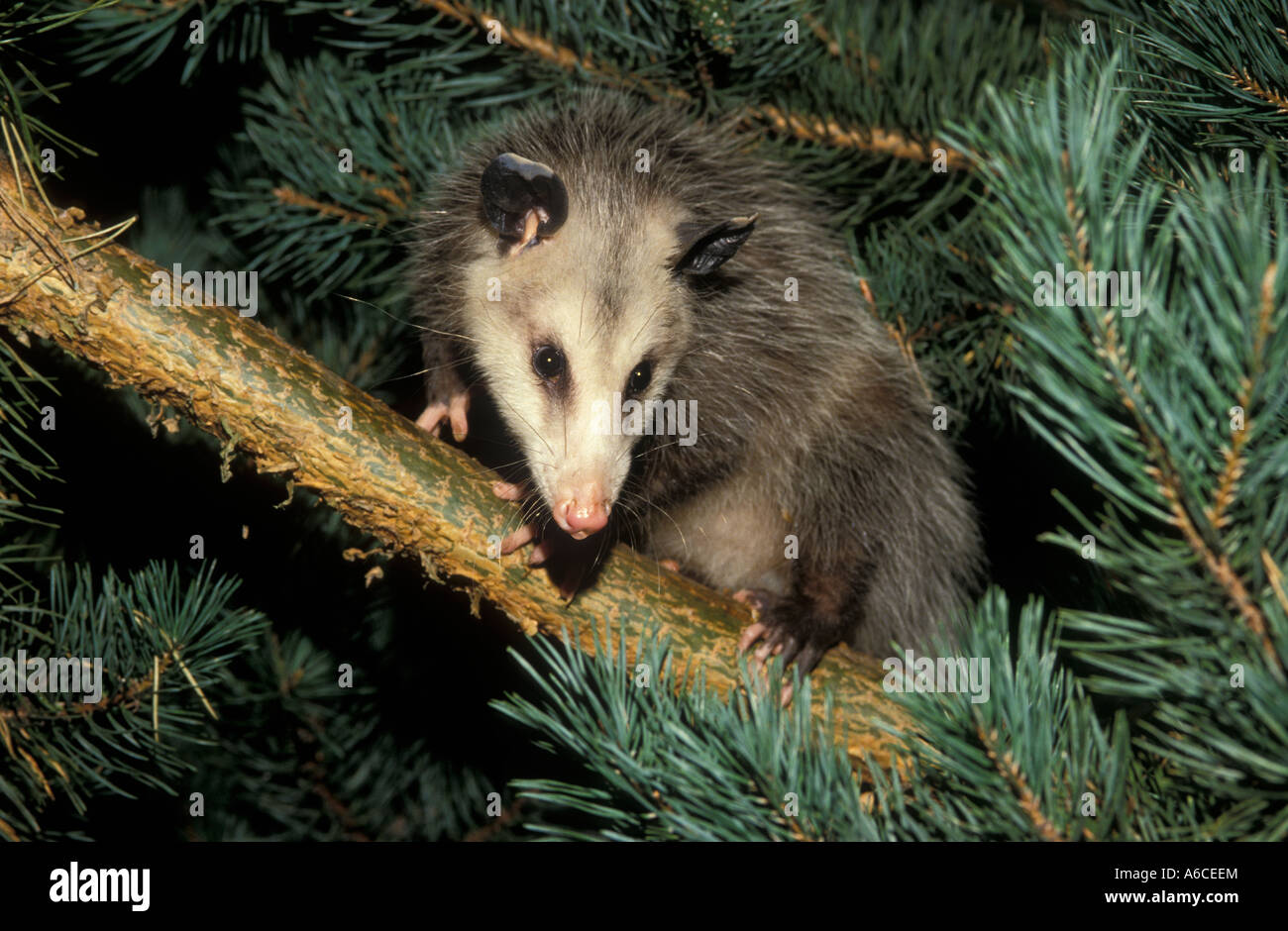 Virginia opossum Didelphis virginianus Stock Photo - Alamy