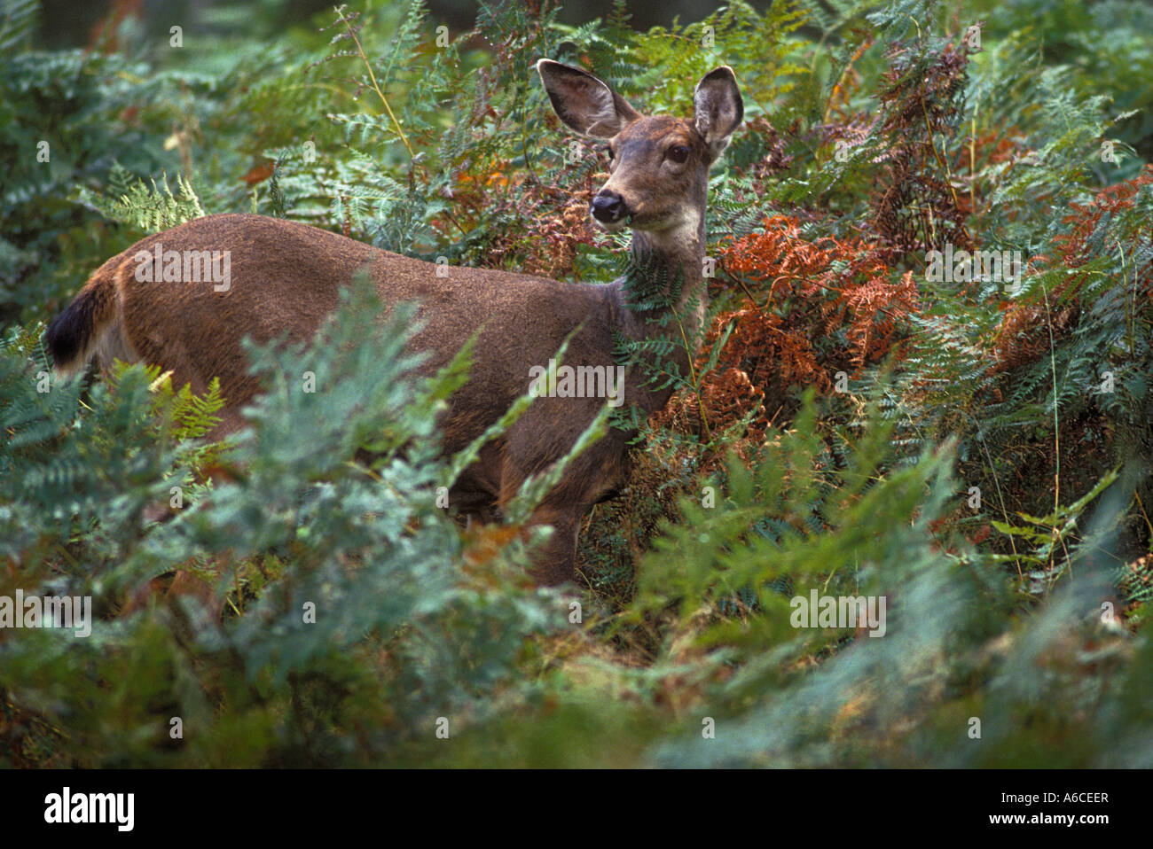 Blacktail Deer in thicket of ferns Quinault area Olympic National Park ...