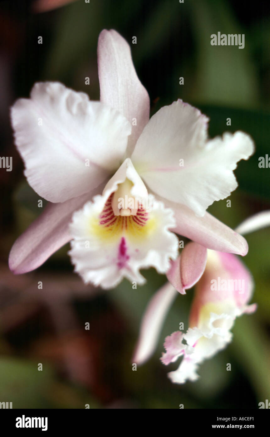 White Cattleya orchid Stock Photo - Alamy