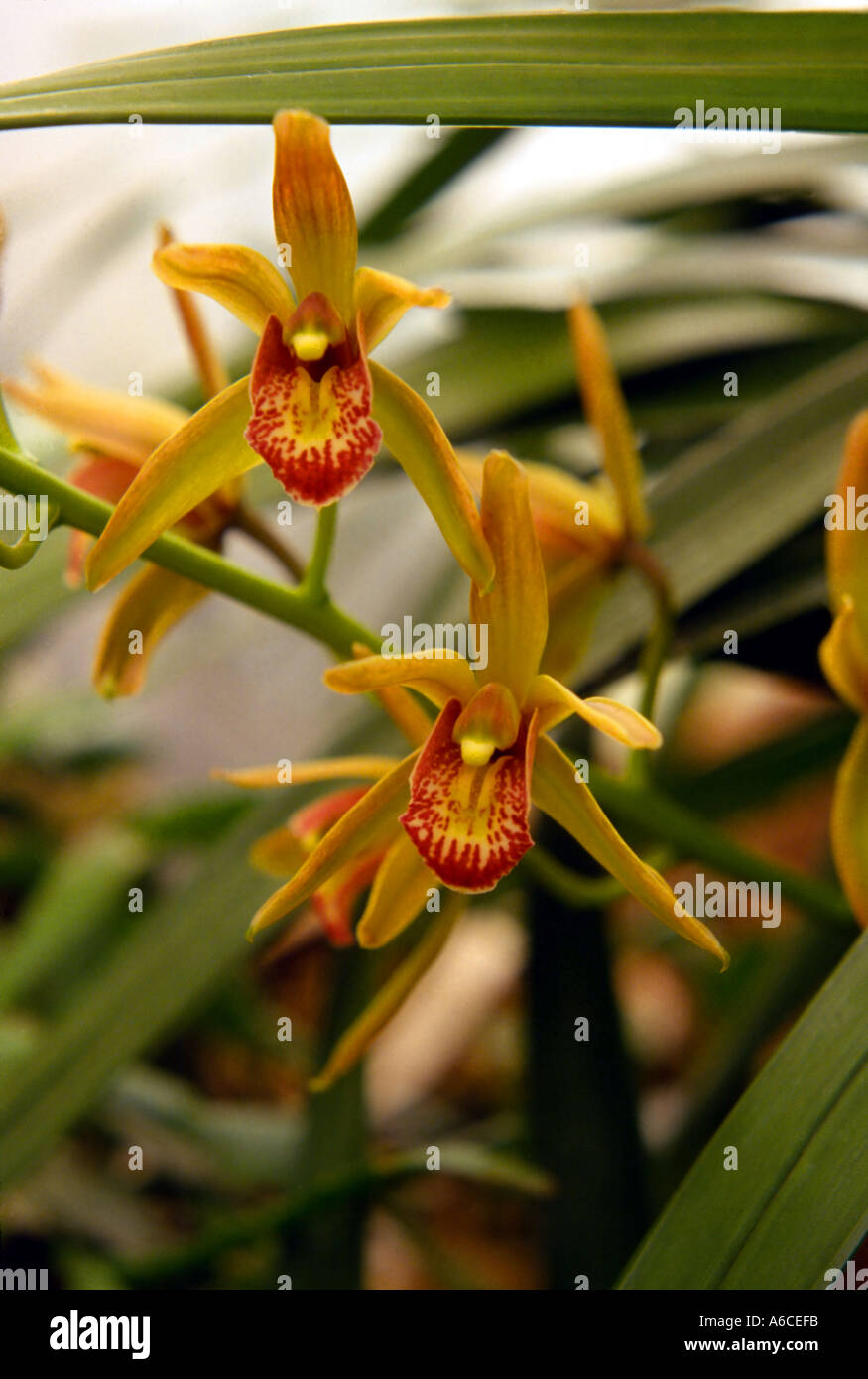 Miniature Cymbidium orchid Stock Photo - Alamy