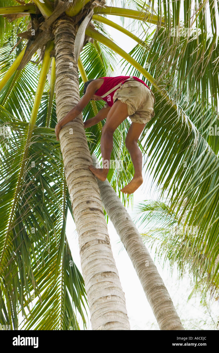 Man climbing a coconut tree in Thailand Stock Photo - Alamy