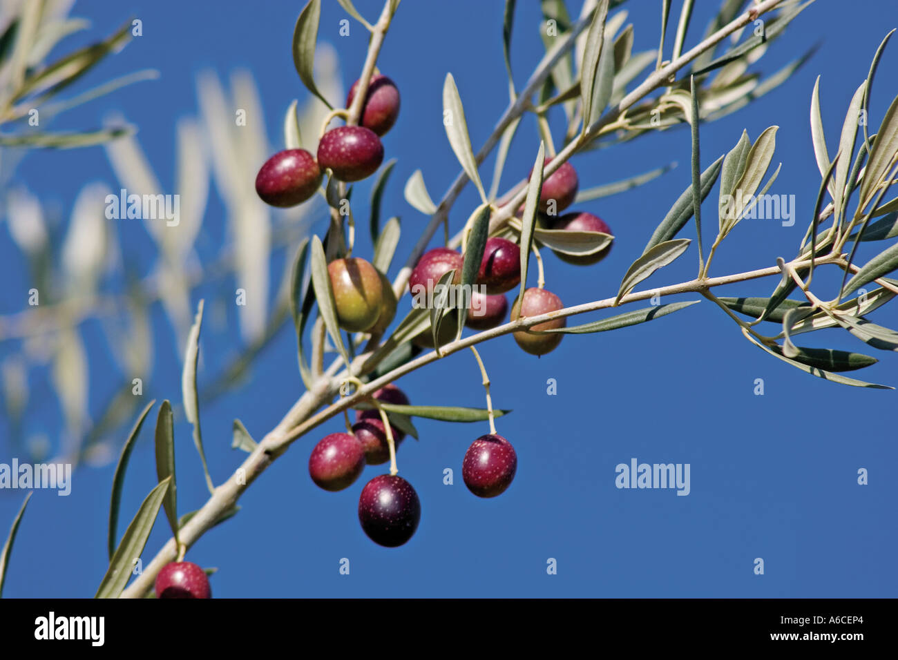 olives in the tree of olive andalusia spain Stock Photo - Alamy