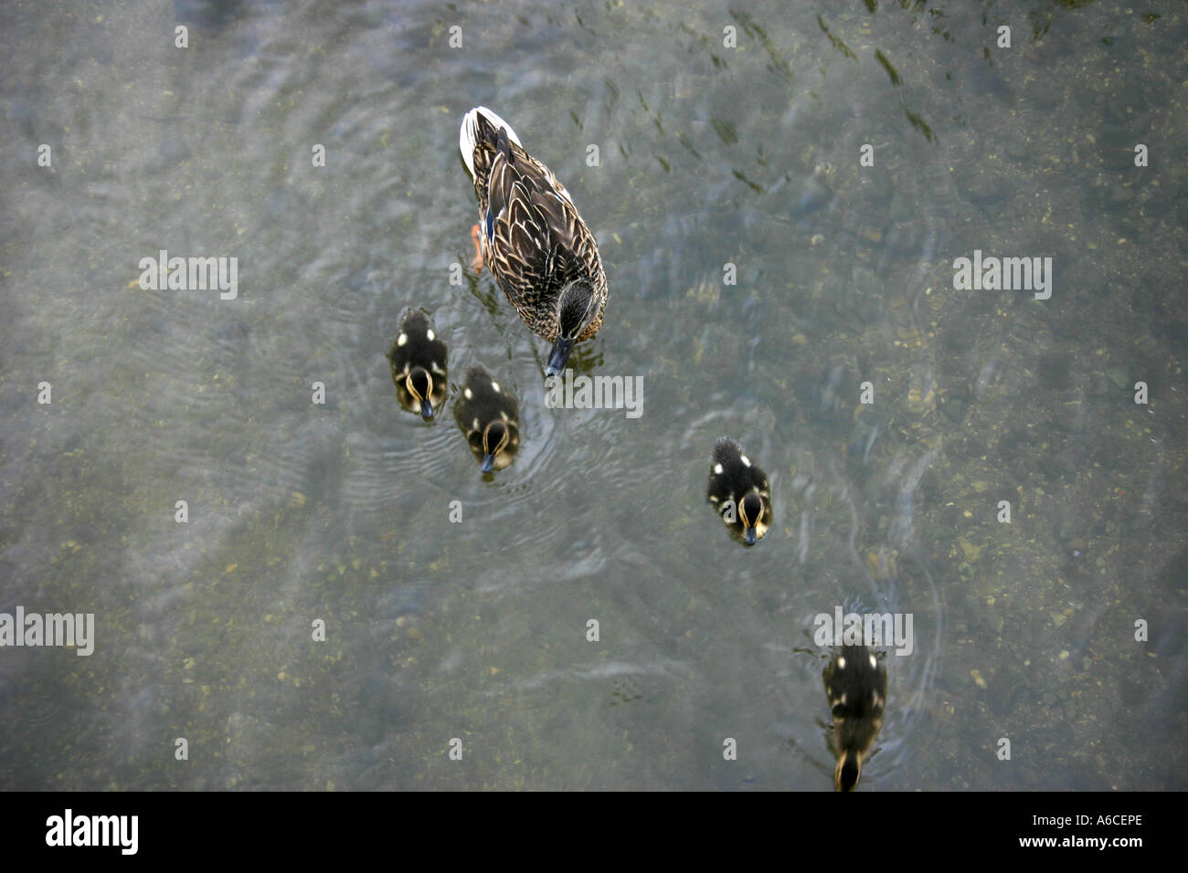 Mother duck leading duckings on stream Stock Photo - Alamy