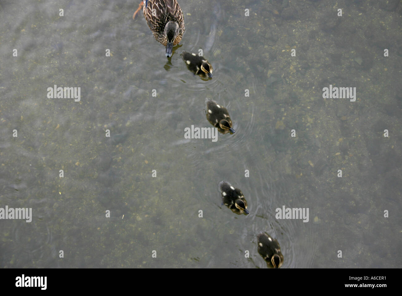 Mother Duck leading ducklings on stream Stock Photo - Alamy