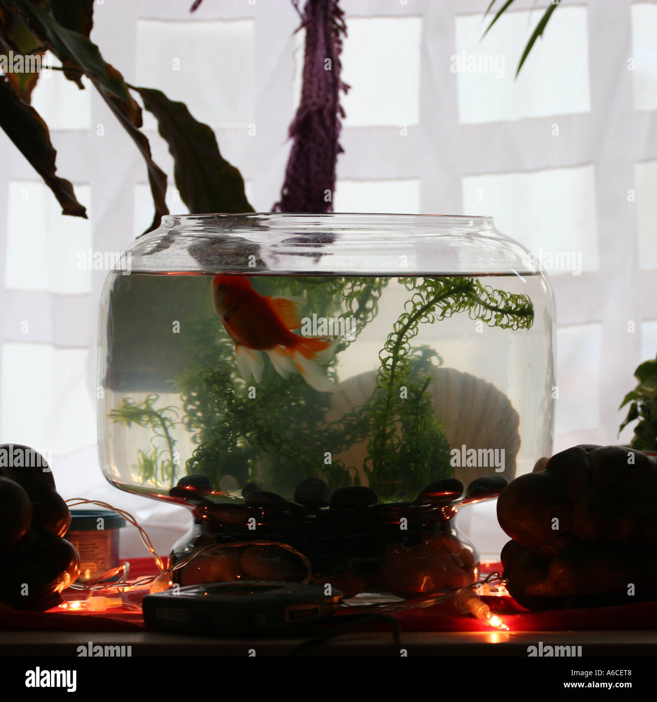 Gold fish in fish tank on window ledge Stock Photo - Alamy