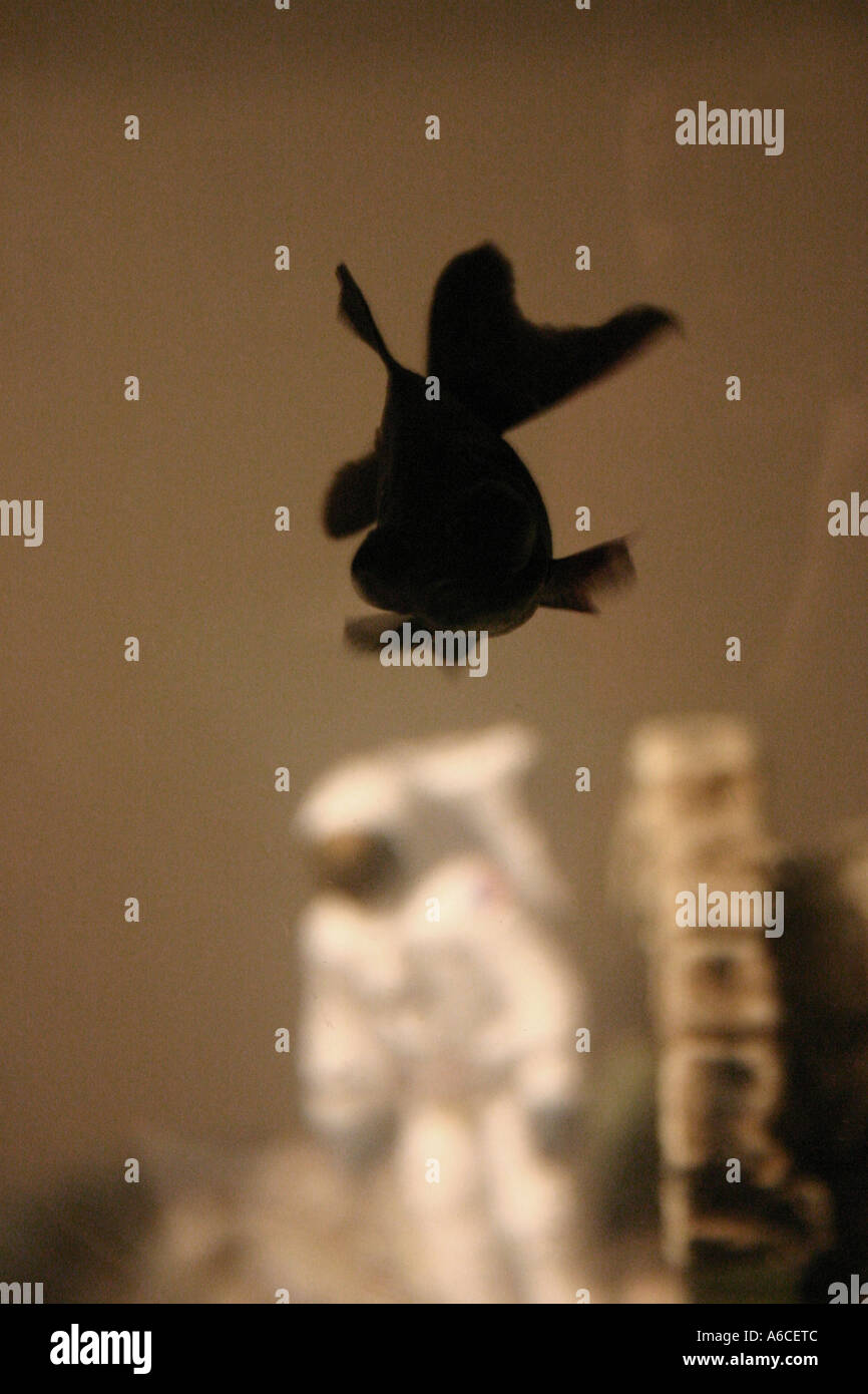 Black gold fish swimming next to astronaut figure in fish tank Stock ...