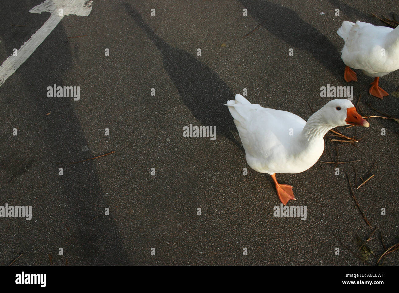 Swans in car park hi-res stock photography and images - Alamy