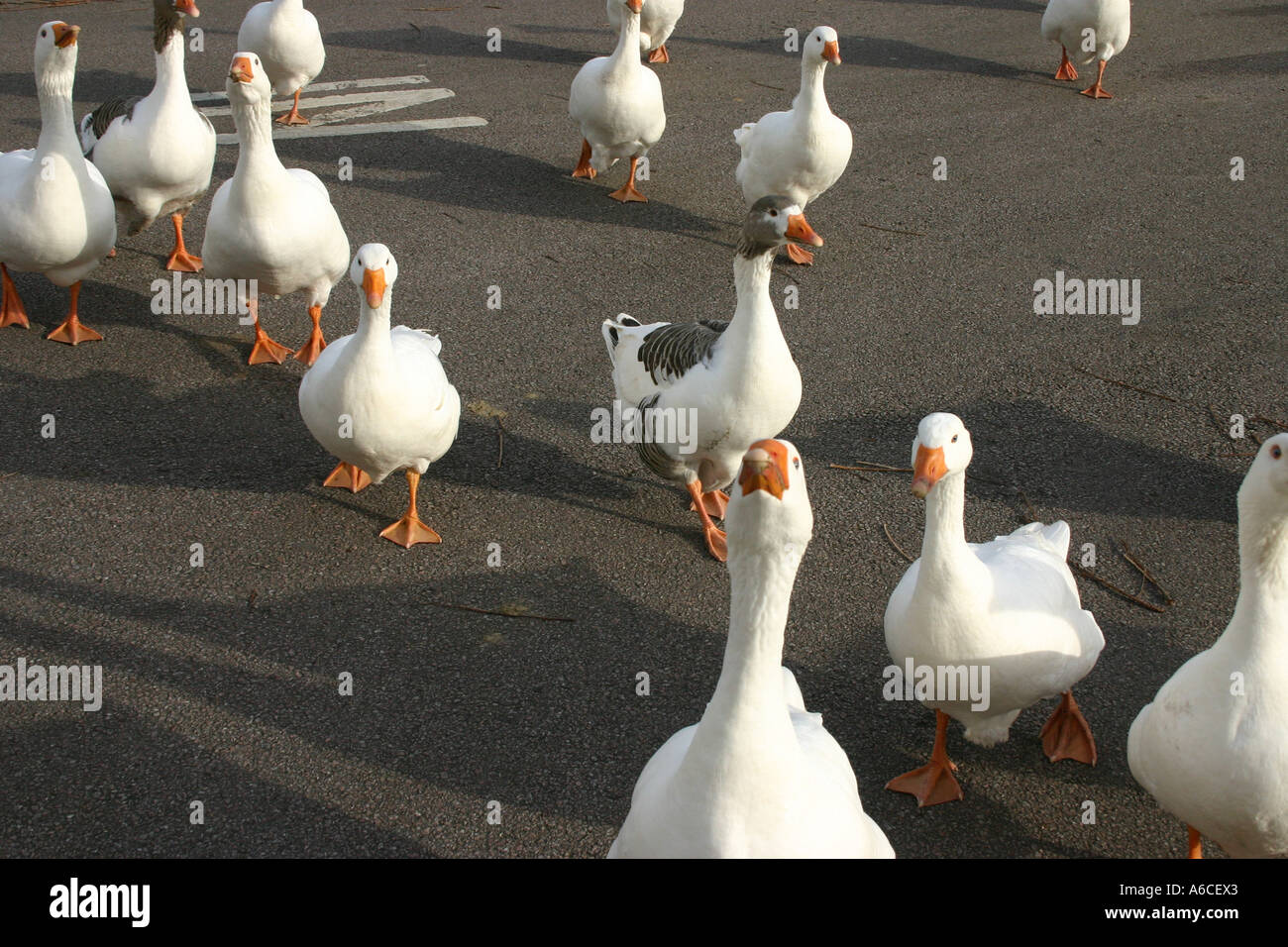Pack of swans hi-res stock photography and images - Alamy