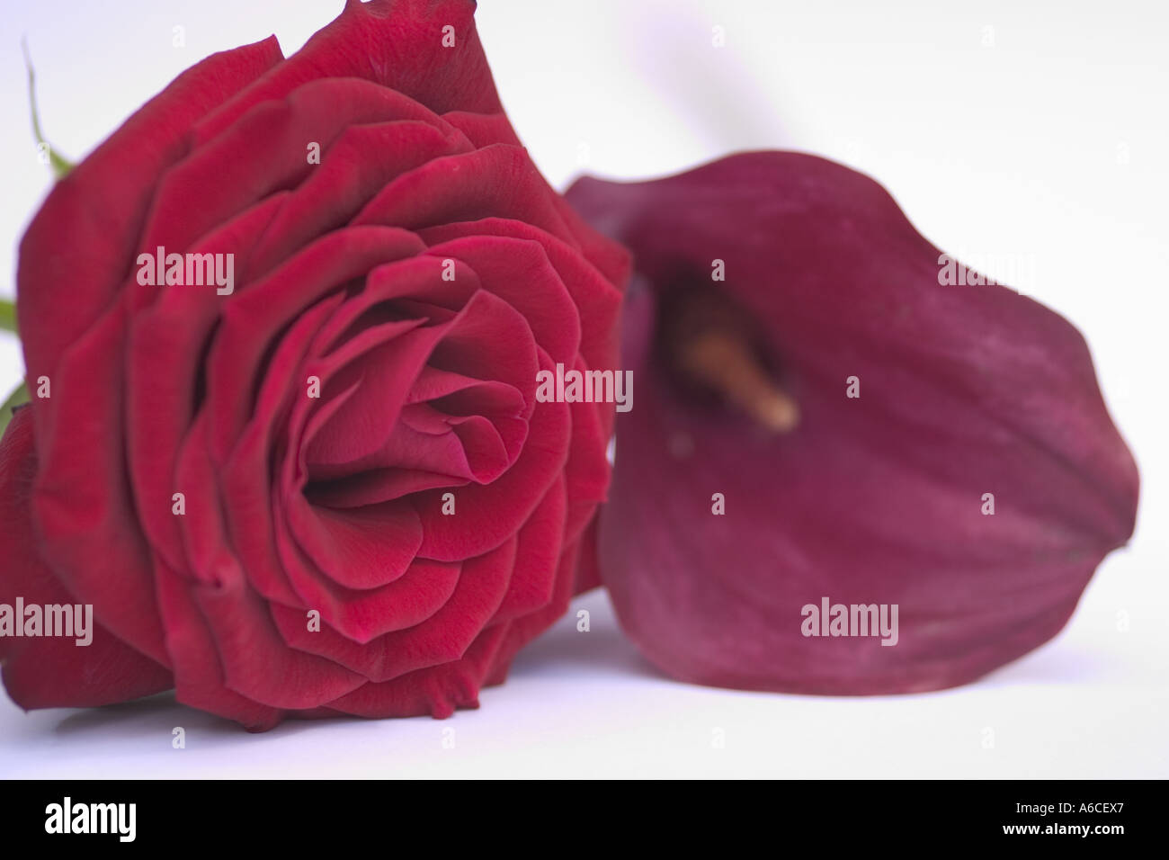 close up of red calla lily with red rose Stock Photo - Alamy