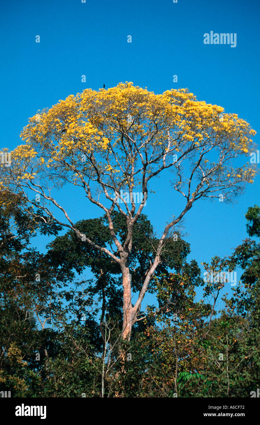 Yellow Ipe Northern Pantanal Brazil Stock Photo - Alamy