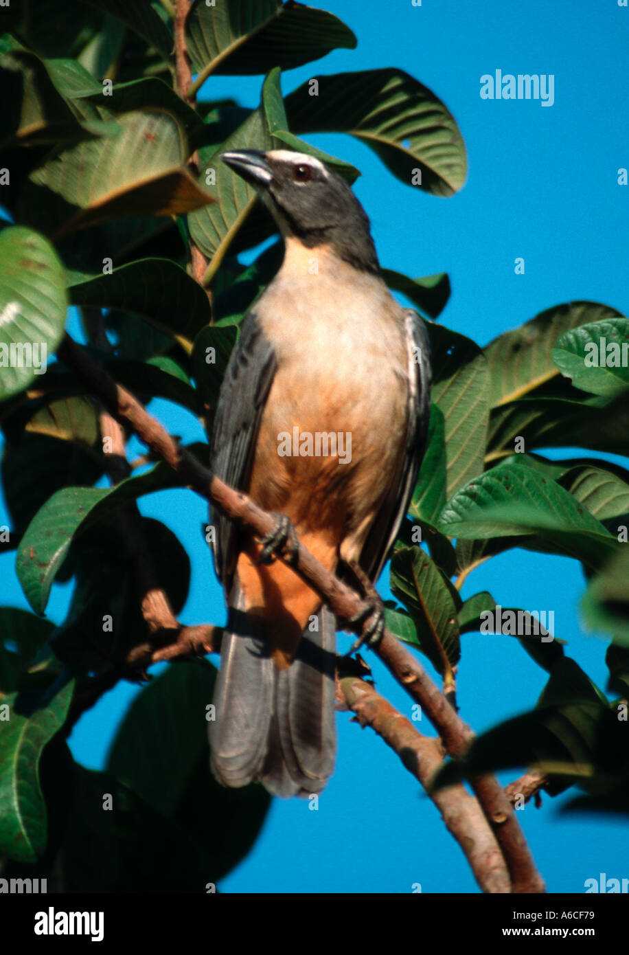 Trinca ferro hi-res stock photography and images - Alamy