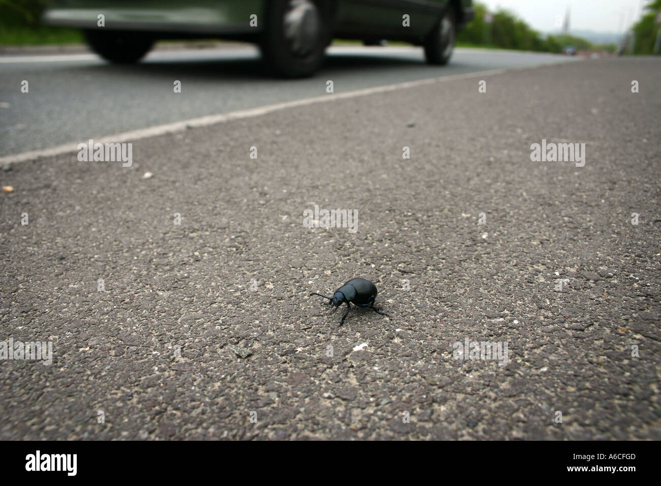 Screaming Insect High Resolution Stock Photography and Images - Alamy