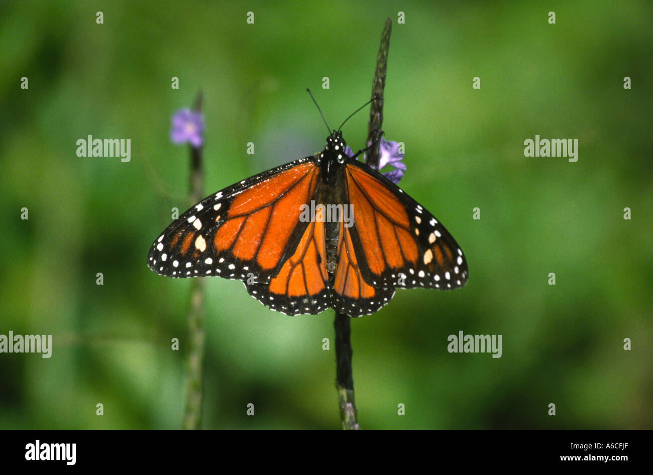 Belize Fauna Insect Monarch Butterfly Danaus plexipus Stock Photo - Alamy