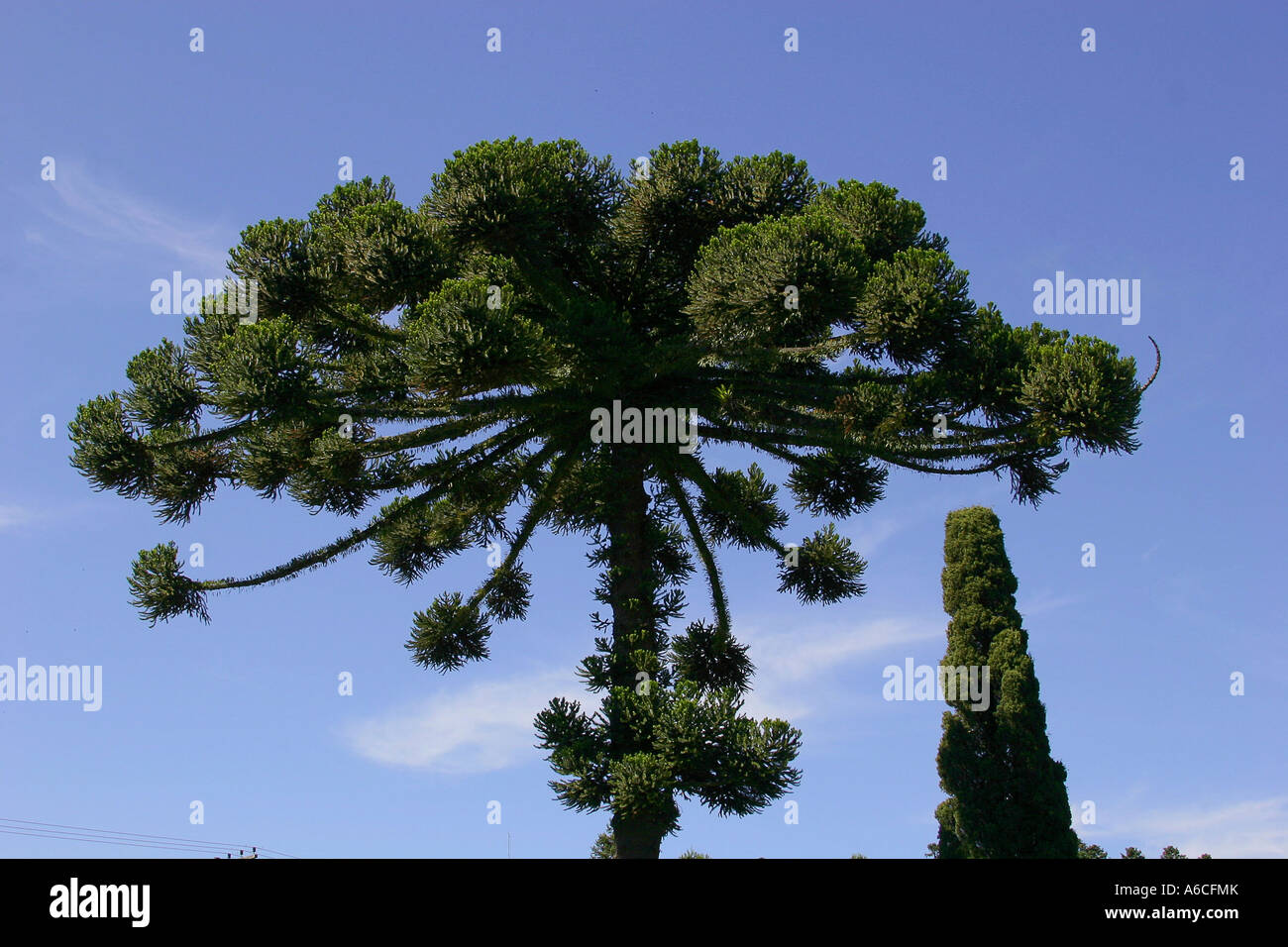 Canela Caxias Do Sul High Resolution Stock Photography and Images - Alamy